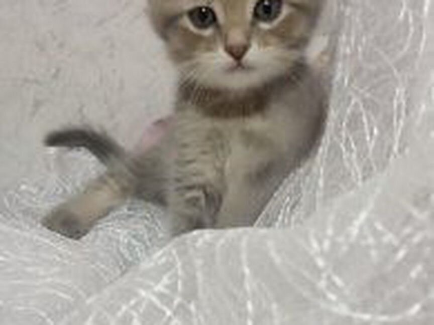 Кошка шотланка