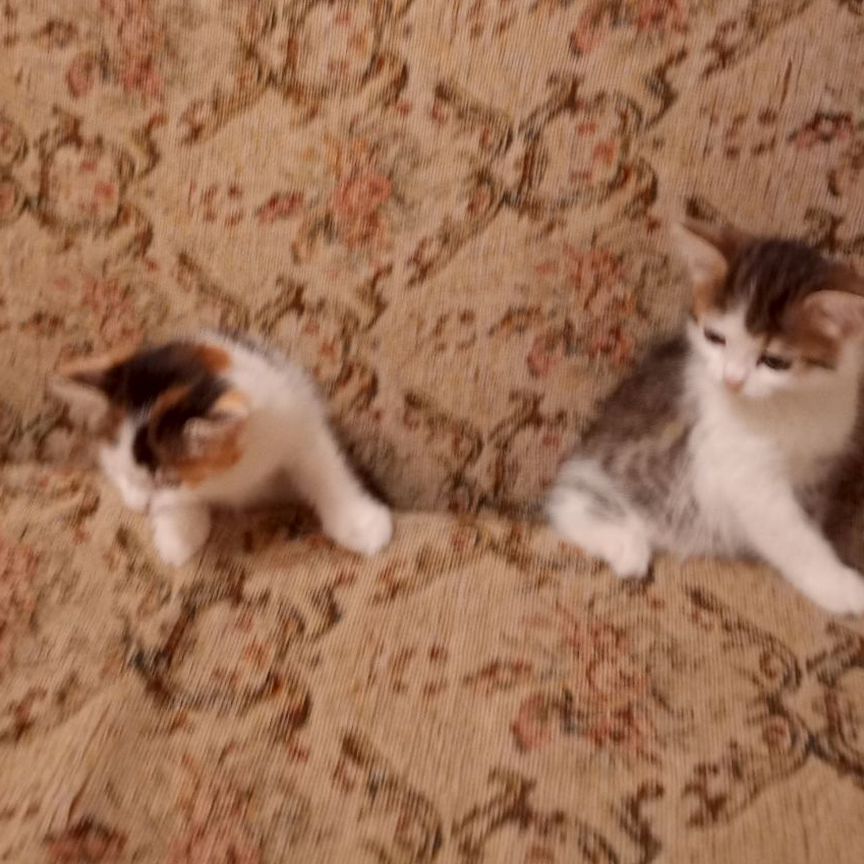 Алтайский котёнок