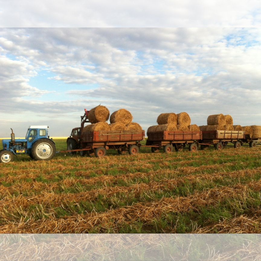 Солома пшеничная,солома овсяная,сено