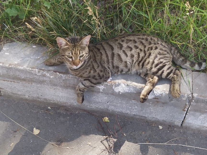Кот бесплатно