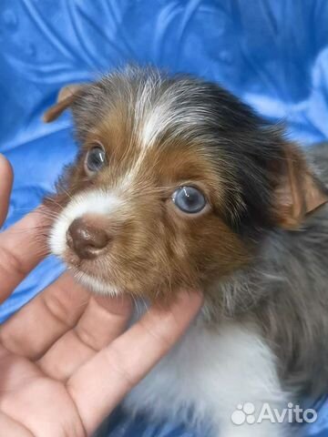 Шоколадный мраморный йорк, голубоглазый йорк