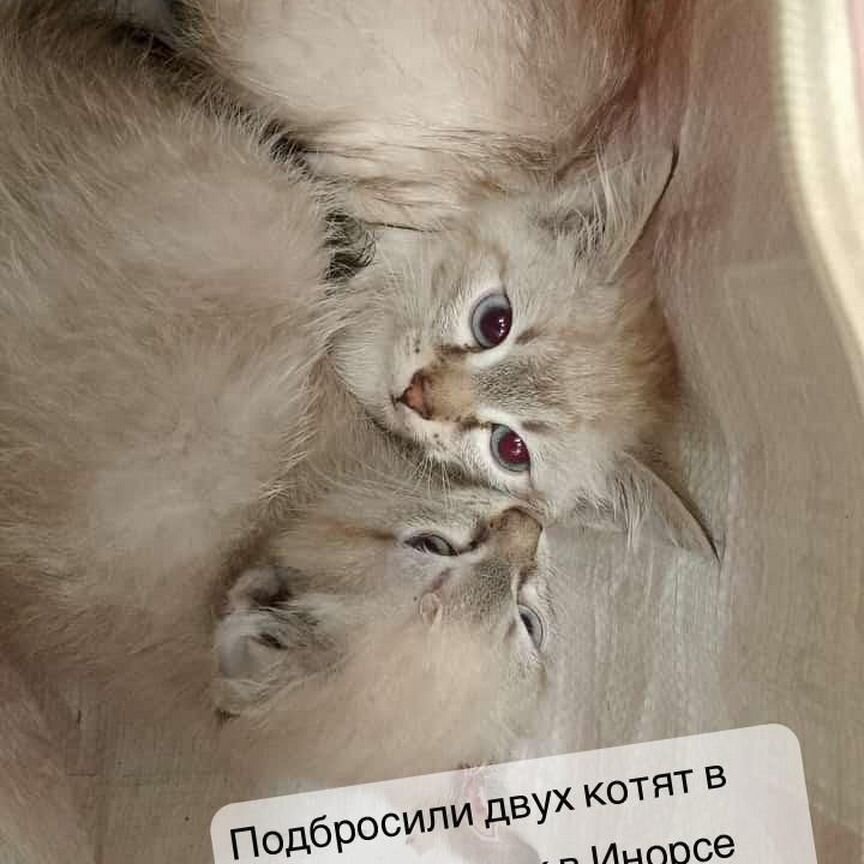 В добрые руки котята