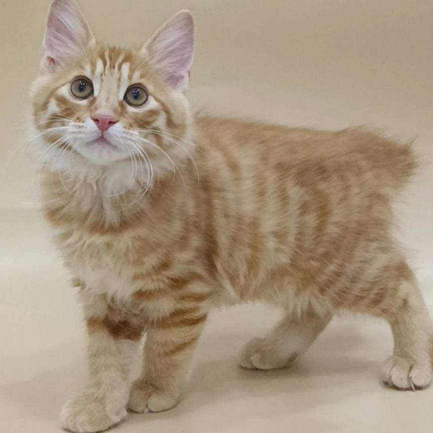 Котята курильский бобтейл