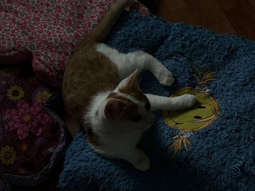 Котенок