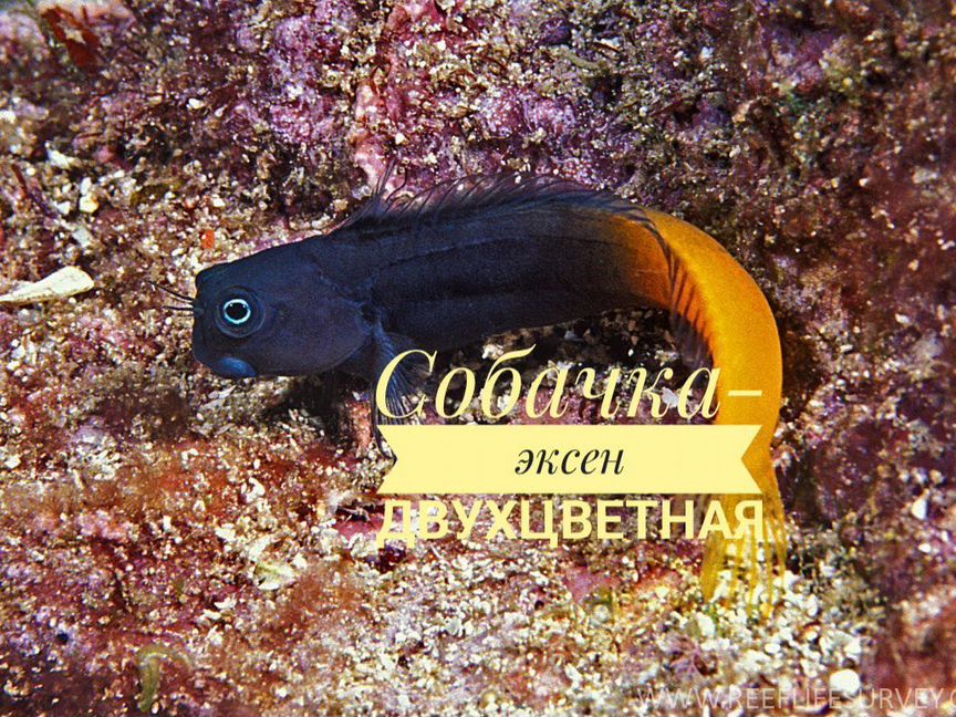 Собачка-эксен двухцветная (морская рыбав наличии)