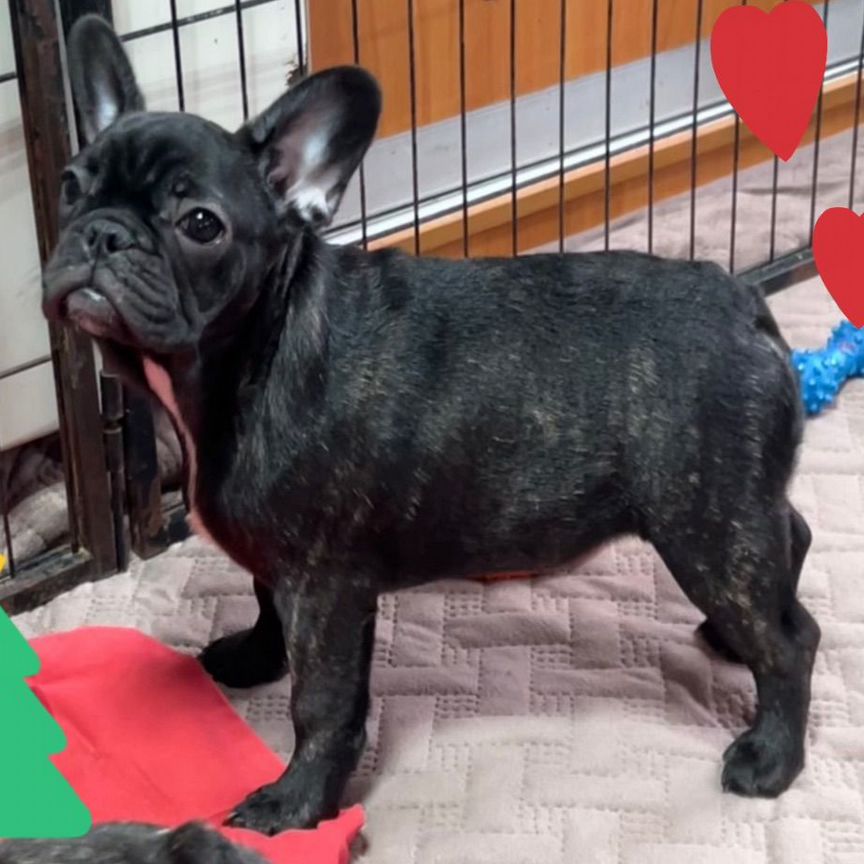 Французский бульдог, щенок