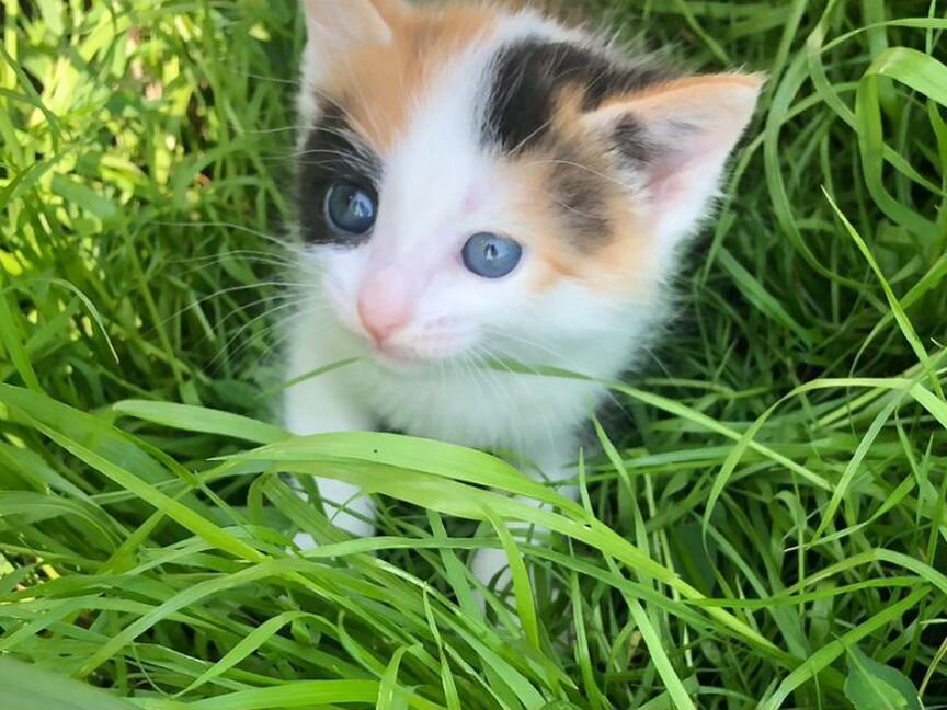 Котенок 1.5мес, девочка
