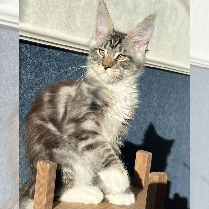 Мейн-кун котёнок