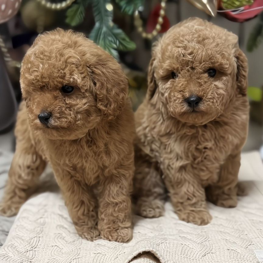 Той-пудель, щенок