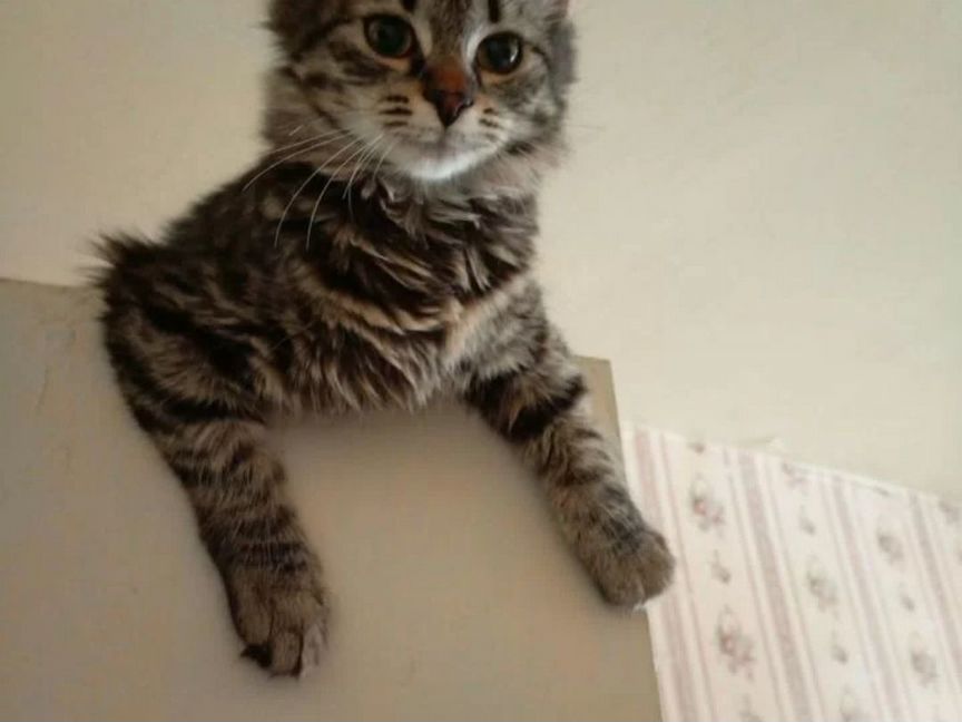 Котенок шпротный