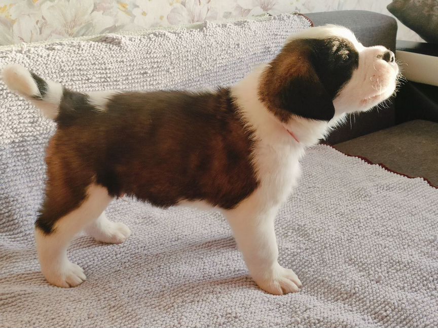 Щенки сенбернара