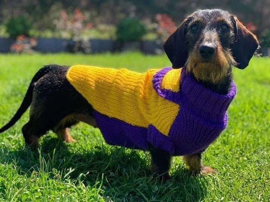 Вязаные свитера для такс
