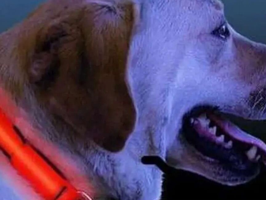 Светящийся ошейник для собак