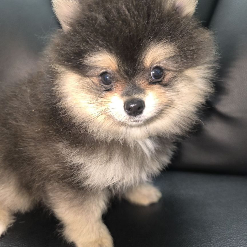 Щенки померанского шпица медвежьего типа мини