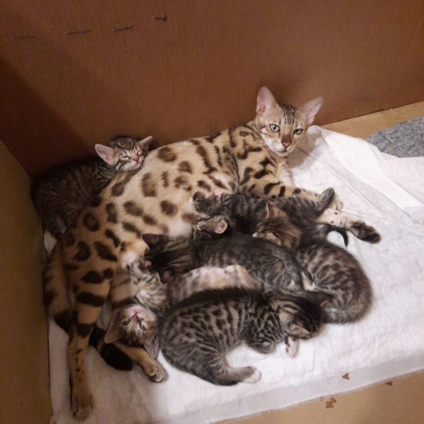 Бенгальская