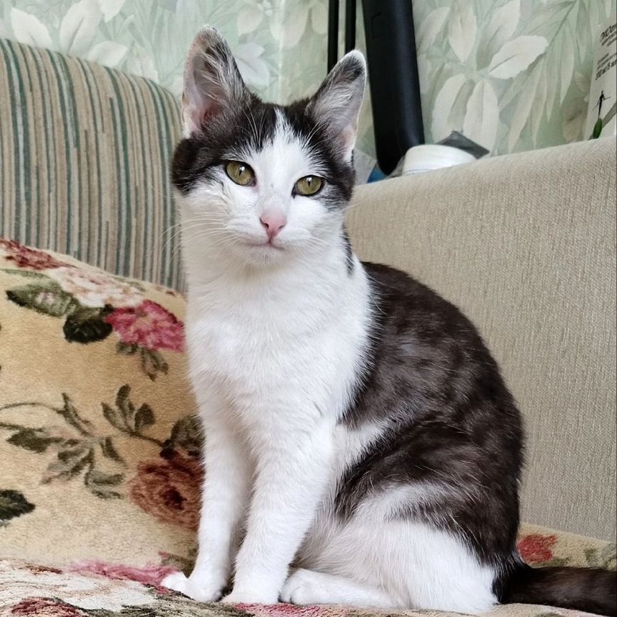 Кошечка Виола