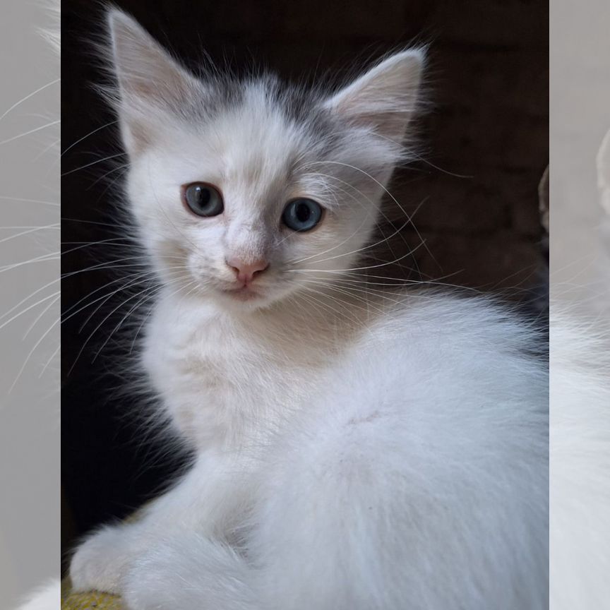 Отдам котят в добрые руки