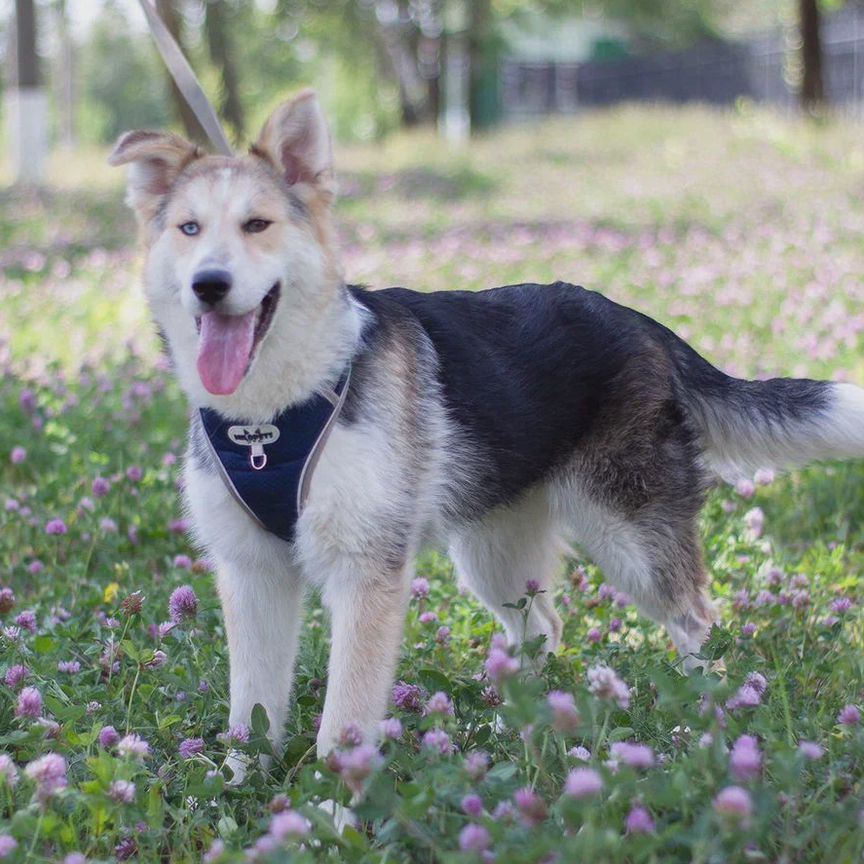 Собака Дейзи