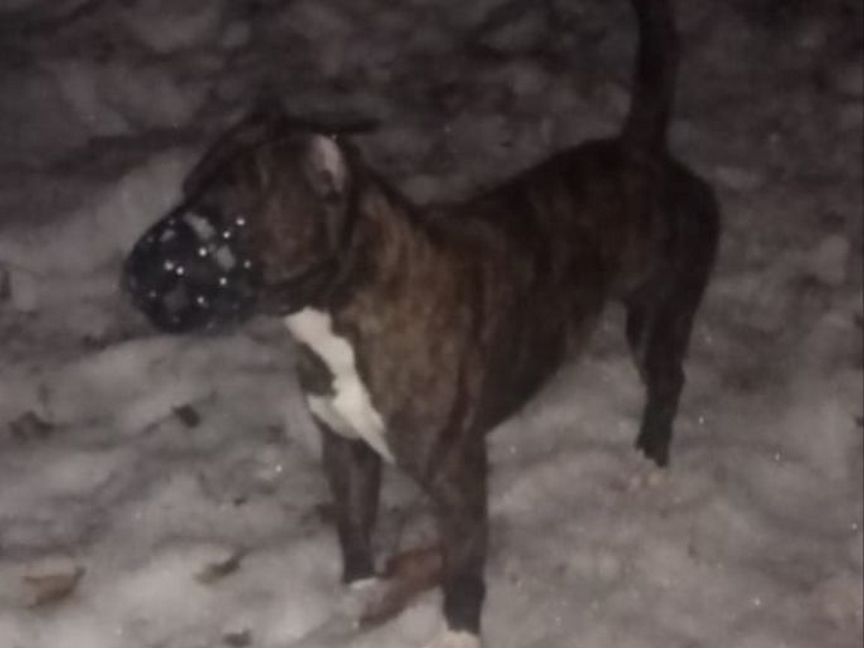 Собака амстафф