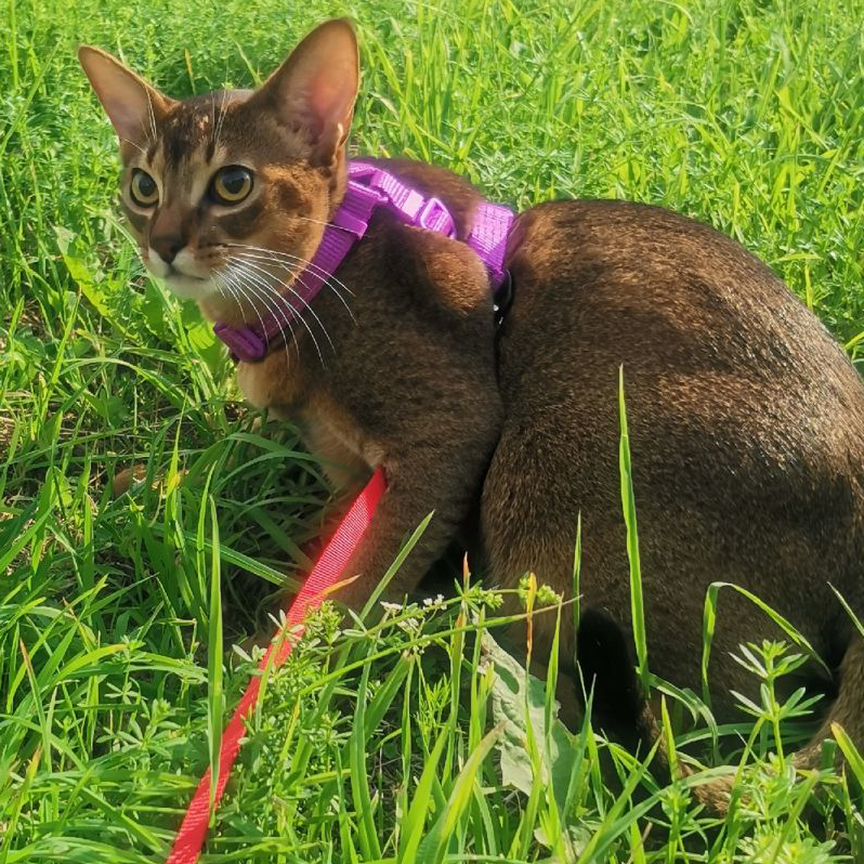 Абиссинский котёнок