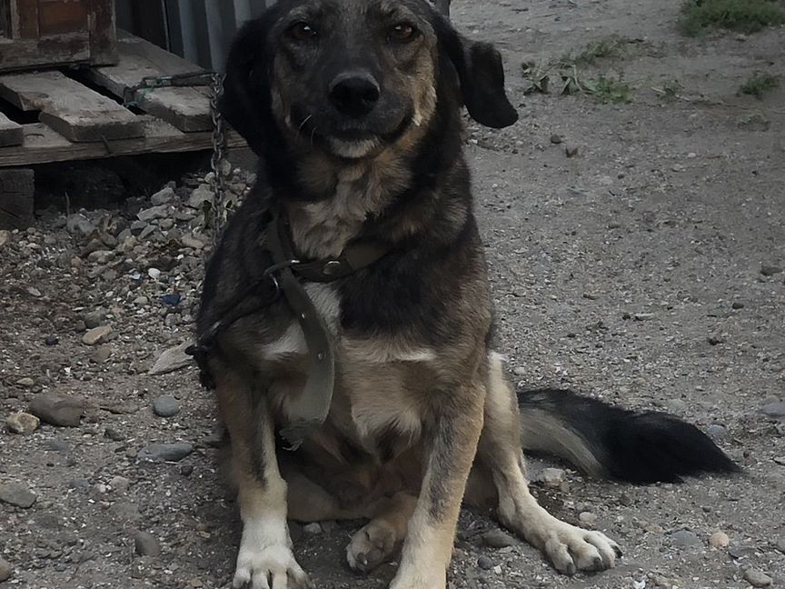 Собака в добрые руки