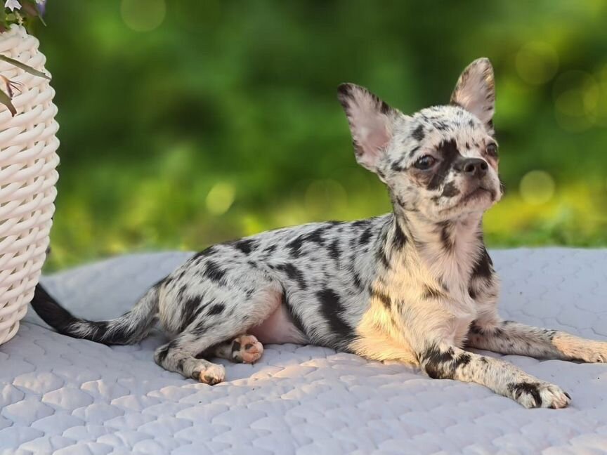 Щенки чихуахуа девочки