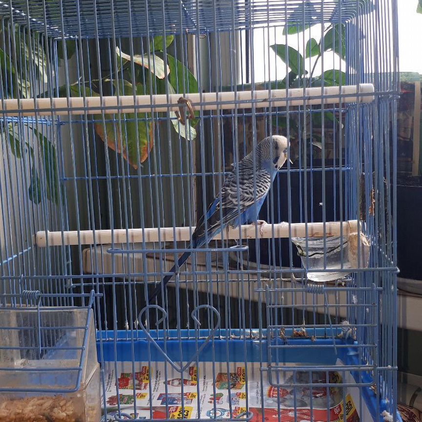 Волнистый попугай