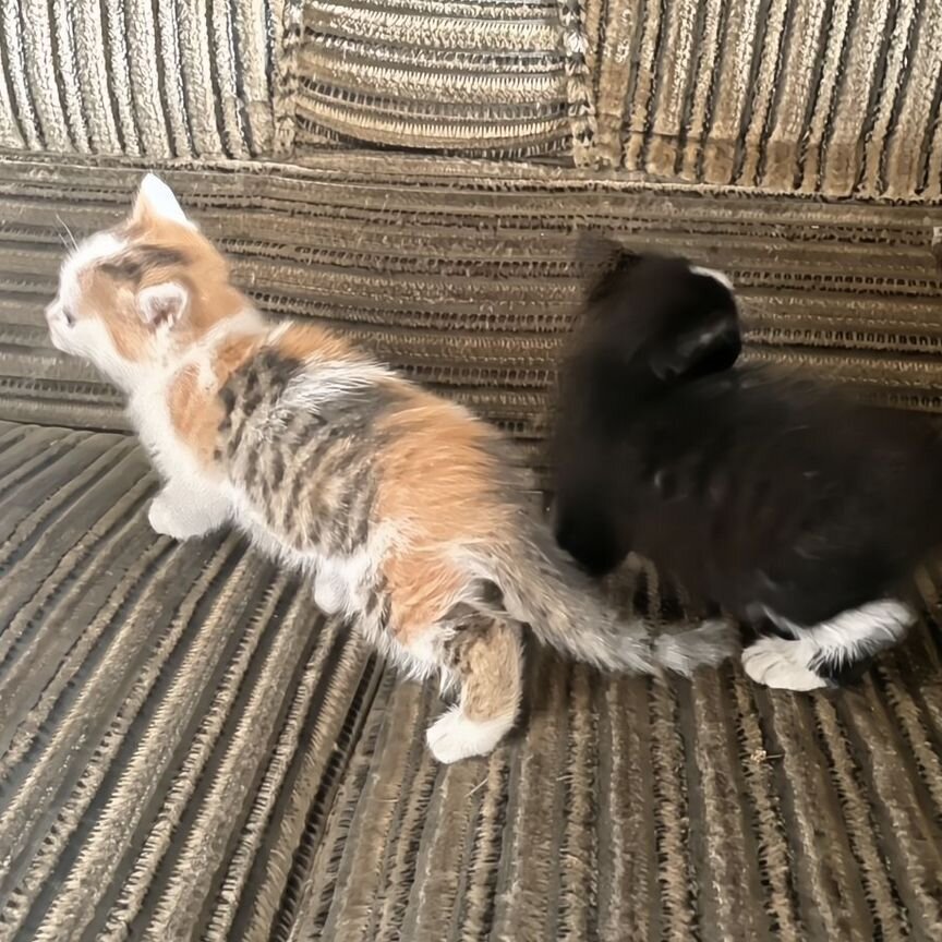 Котёнок в добрые руки