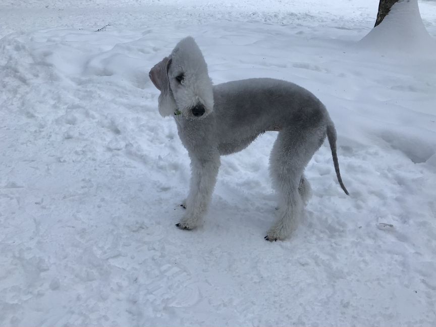 Бедлингтон-терьер