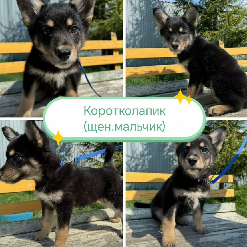 Щенок в добрые руки