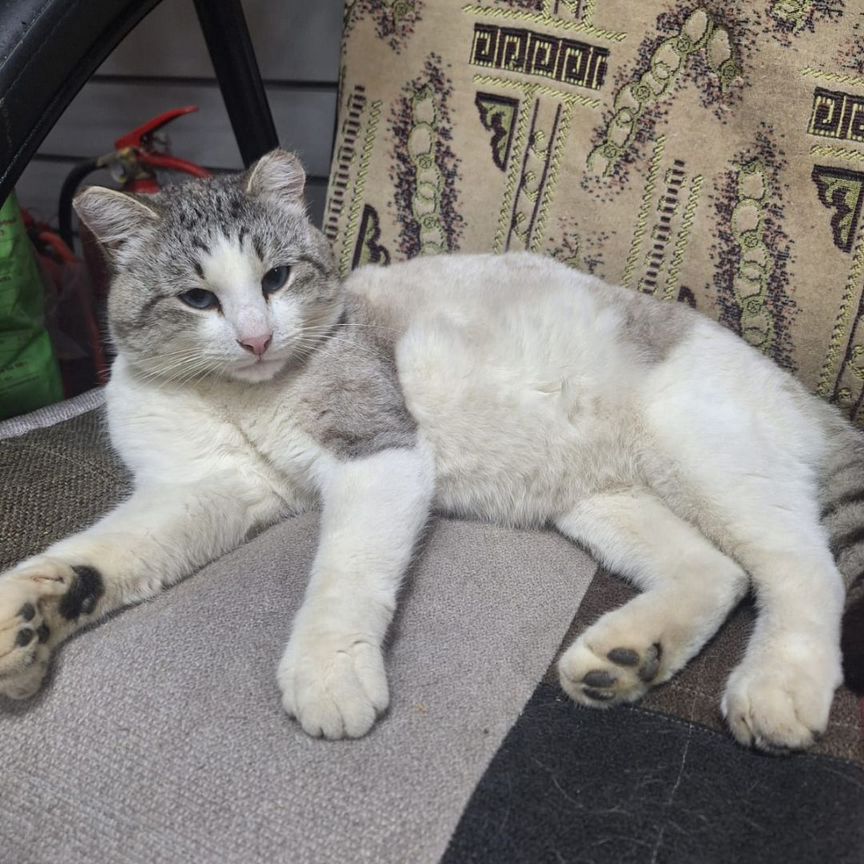 Кастрированный кот