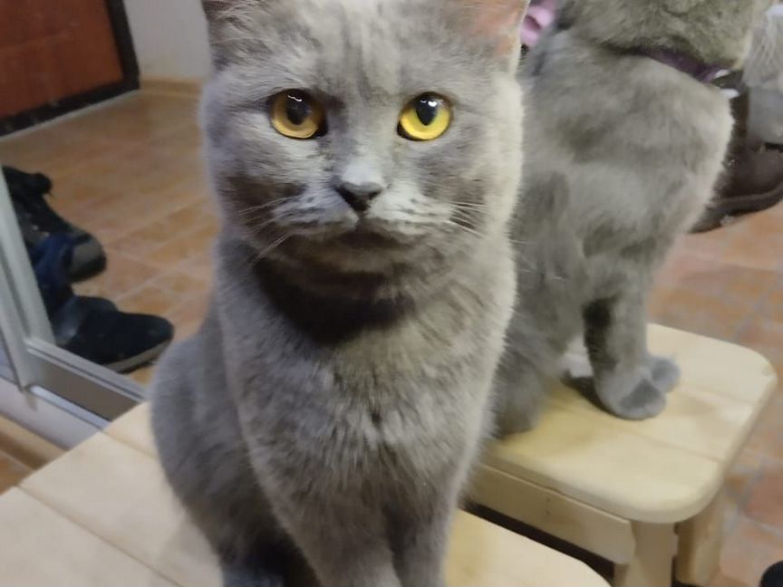 Фенотип шотландца