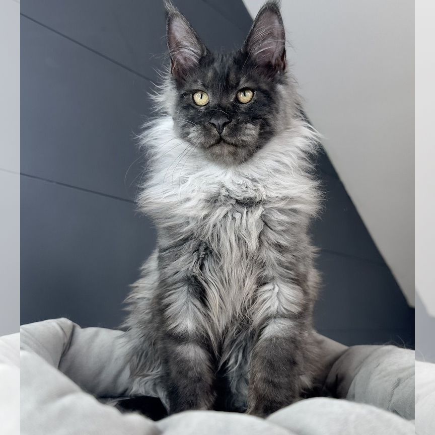 Мейн-кун котёнок