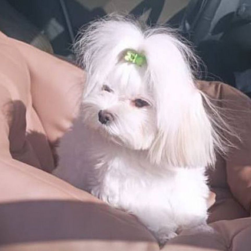 Переноска для собак в машину