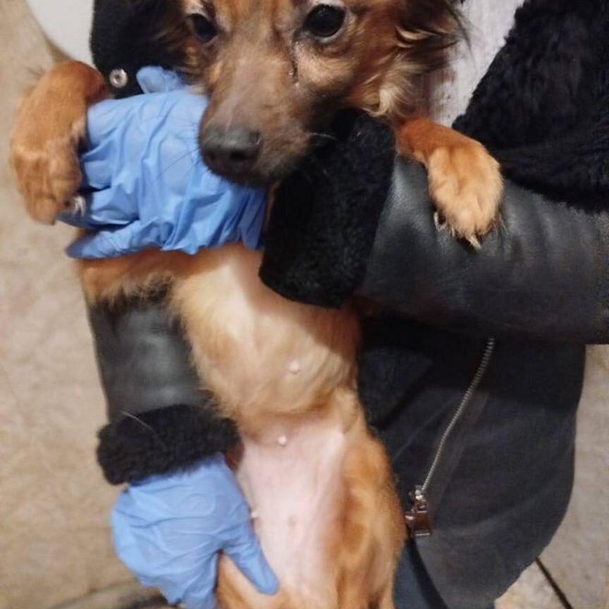 Маленькая Кетра хочет домой