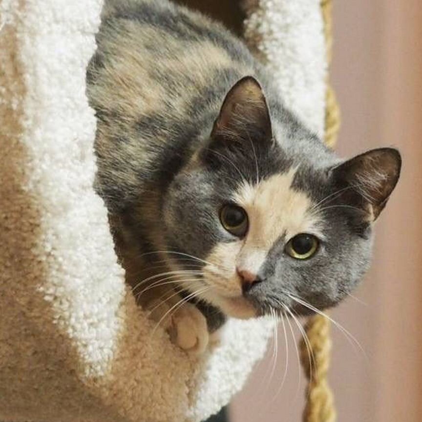 Взрослая, Девочка кошка в добрые руки