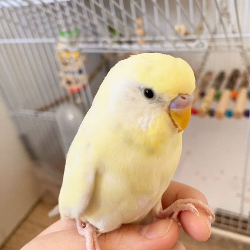 Волнистый попугай