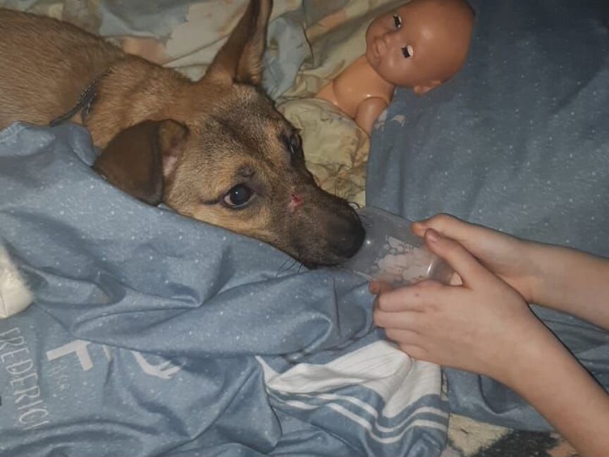 Ищем старых хозяев или пристрастием в хорошие руки