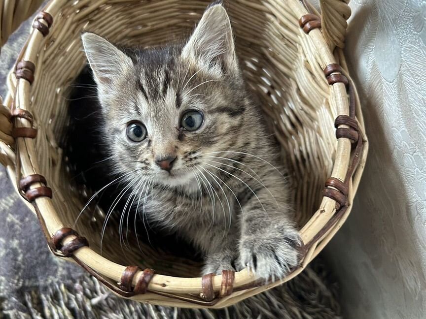 Очароваткльная малышка 2 месяца