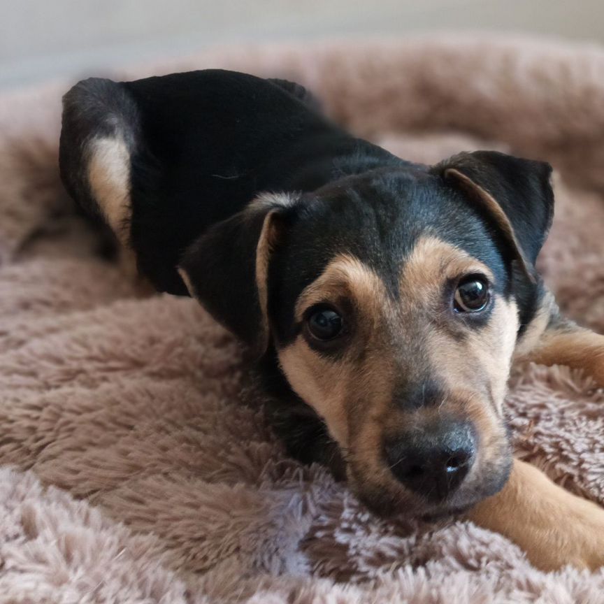 Нашла щенка, нужен дом