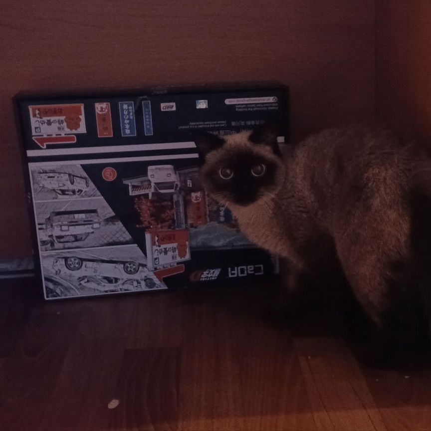 Сиамская кошка ищет дом