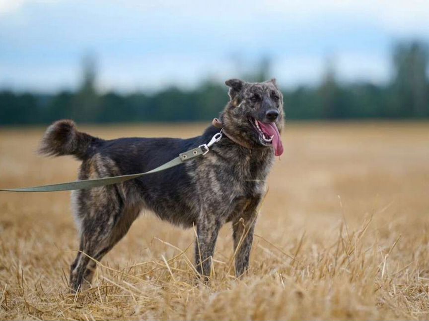 Тигра в добрые руки