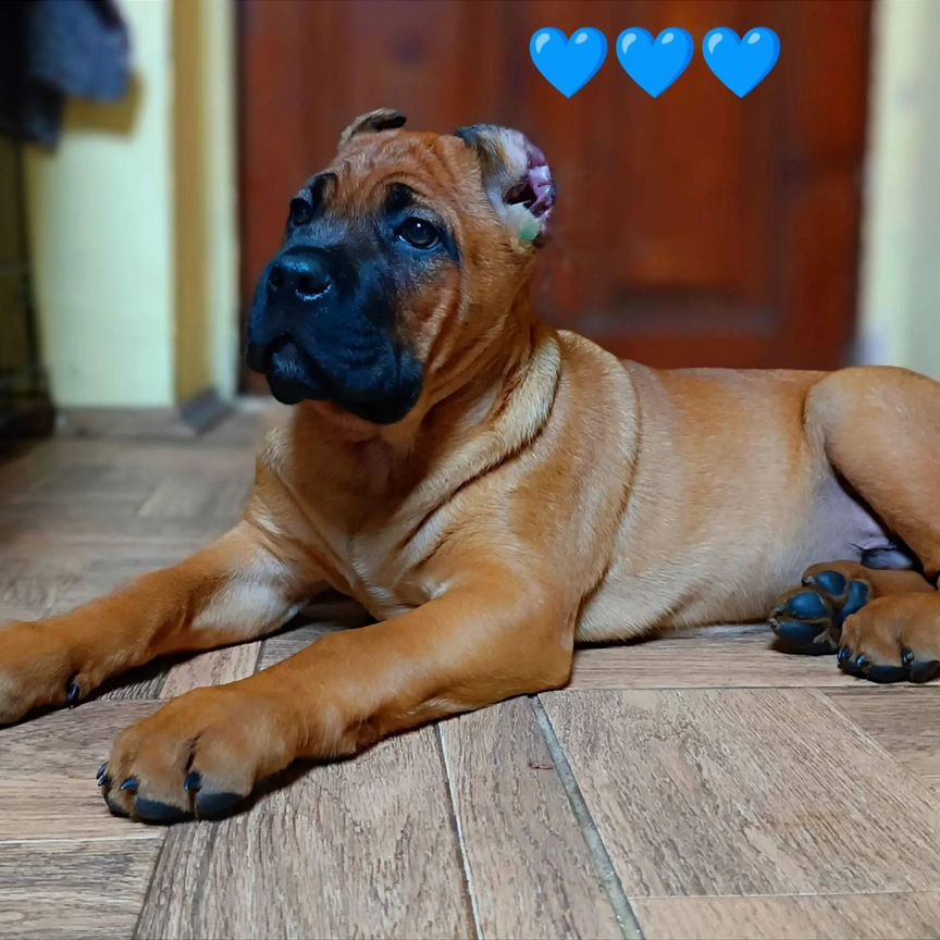 Кане Корсо РКФ FCI