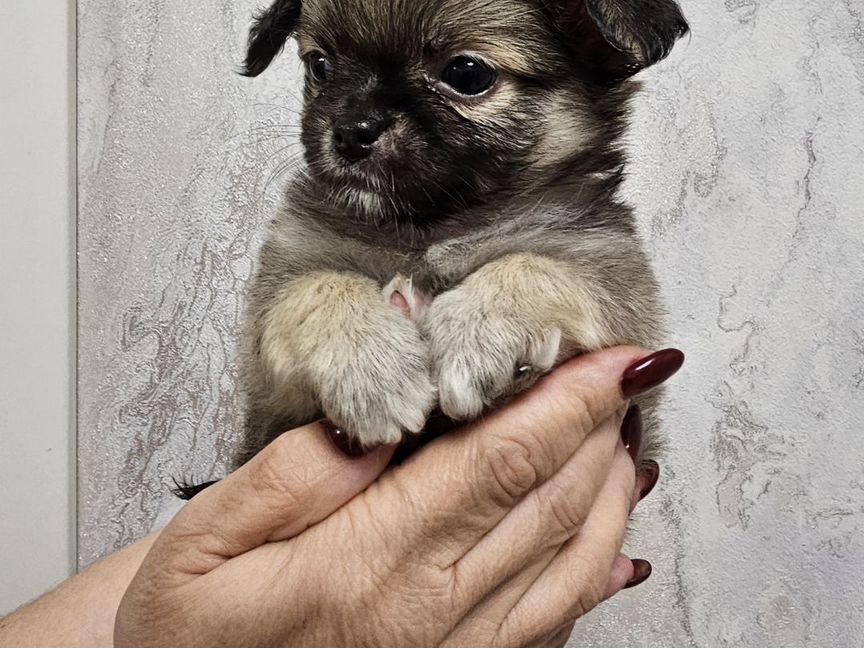 Щенки чихуахуа мальчишка