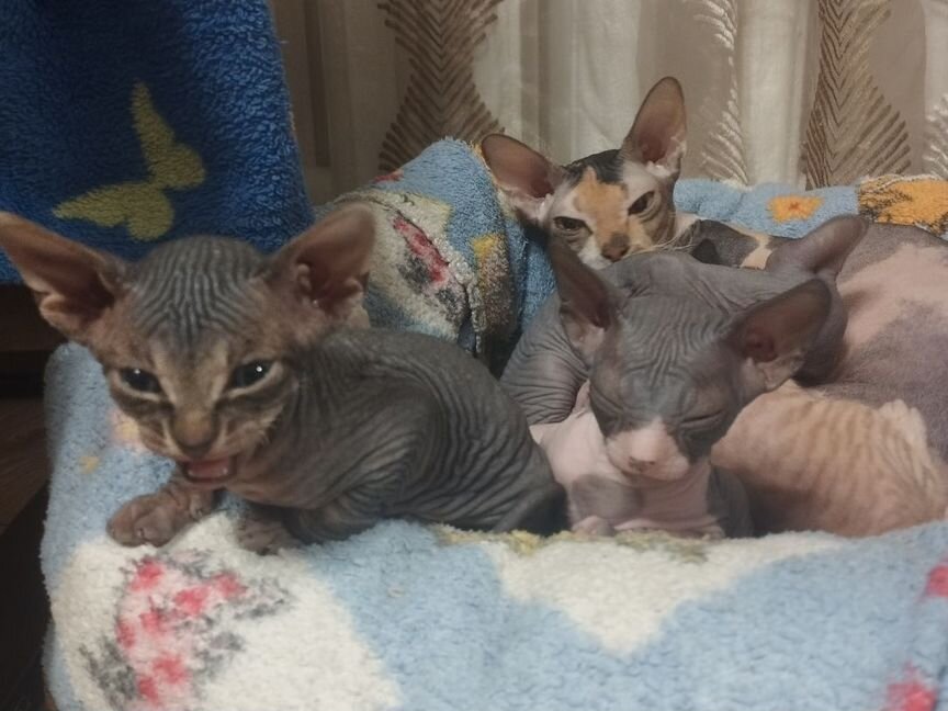 Котята канадского сфинкса