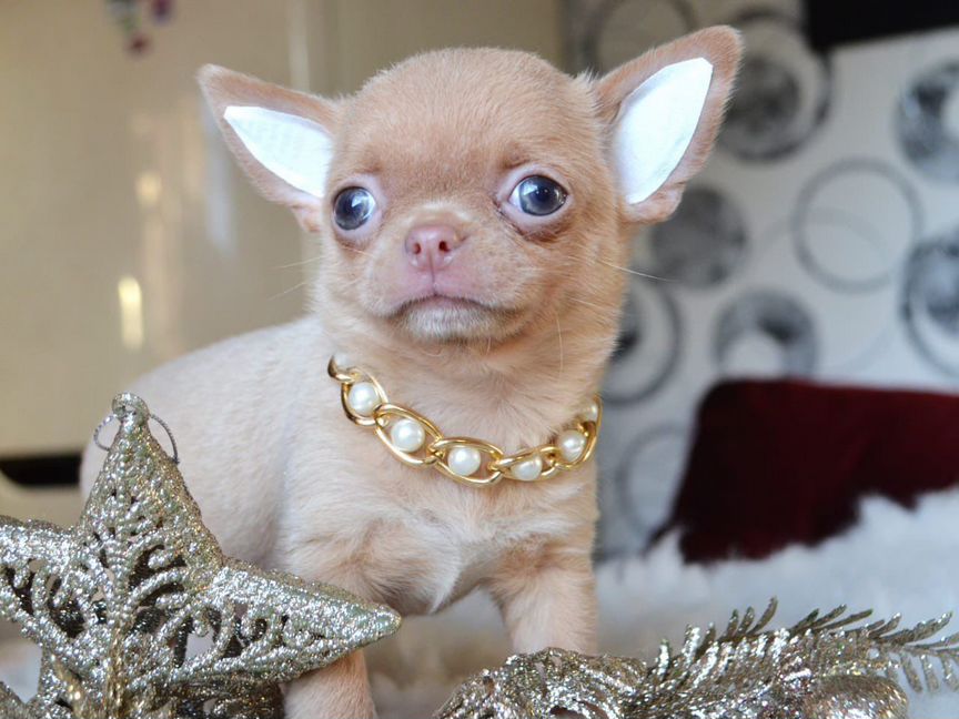 Золотой малыш