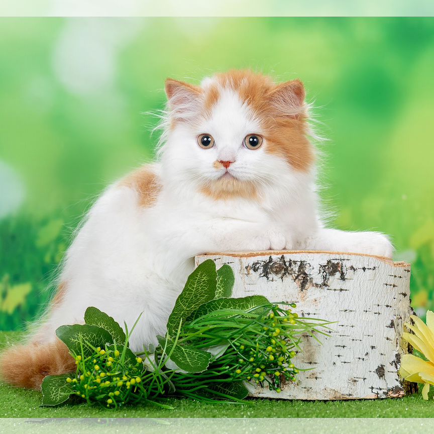 Шотландский прямоухий длинношёрстный котёнок