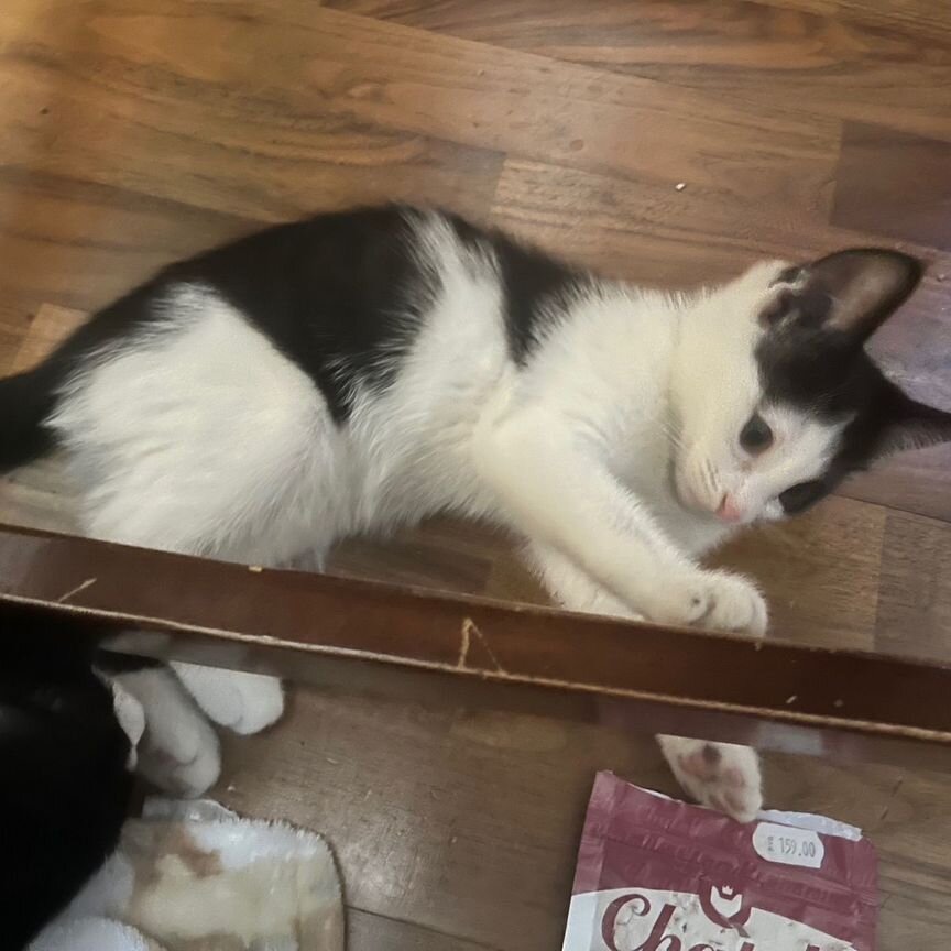 Котенок девочка 2 месяца