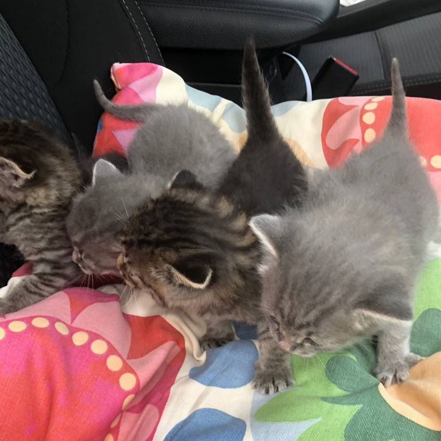 Вислоухие котята бесплатно