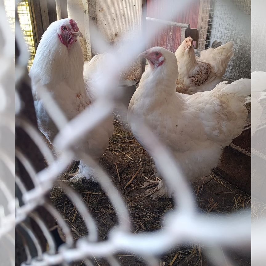 Куры брама Семья молодые крепкие крупные